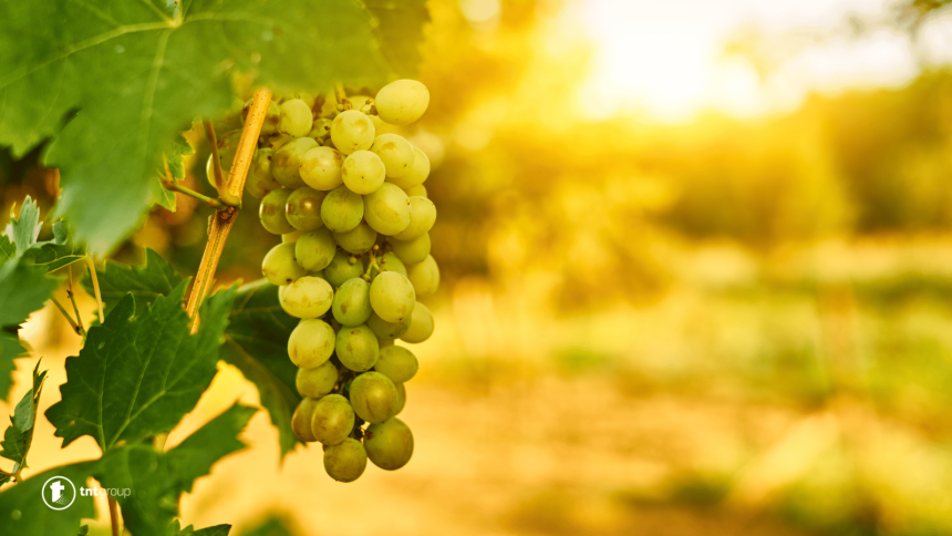 Bijelo grožđe kalorije: 8 zdravstvenih benefita za zdravlje!